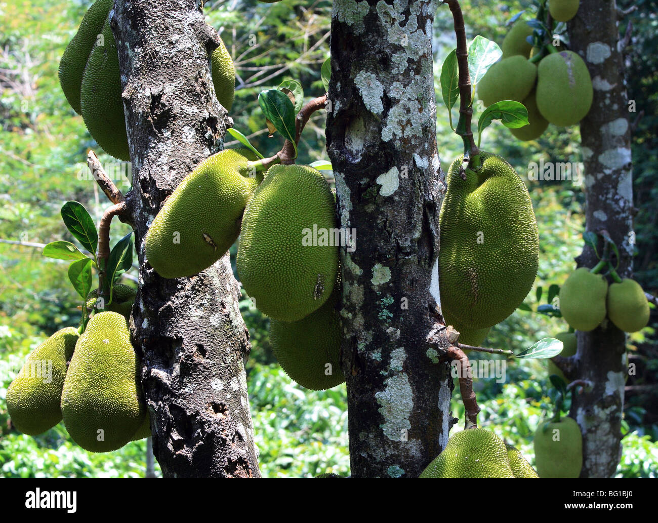 Kerala jack fruit Banque de photographies et d’images à haute ...