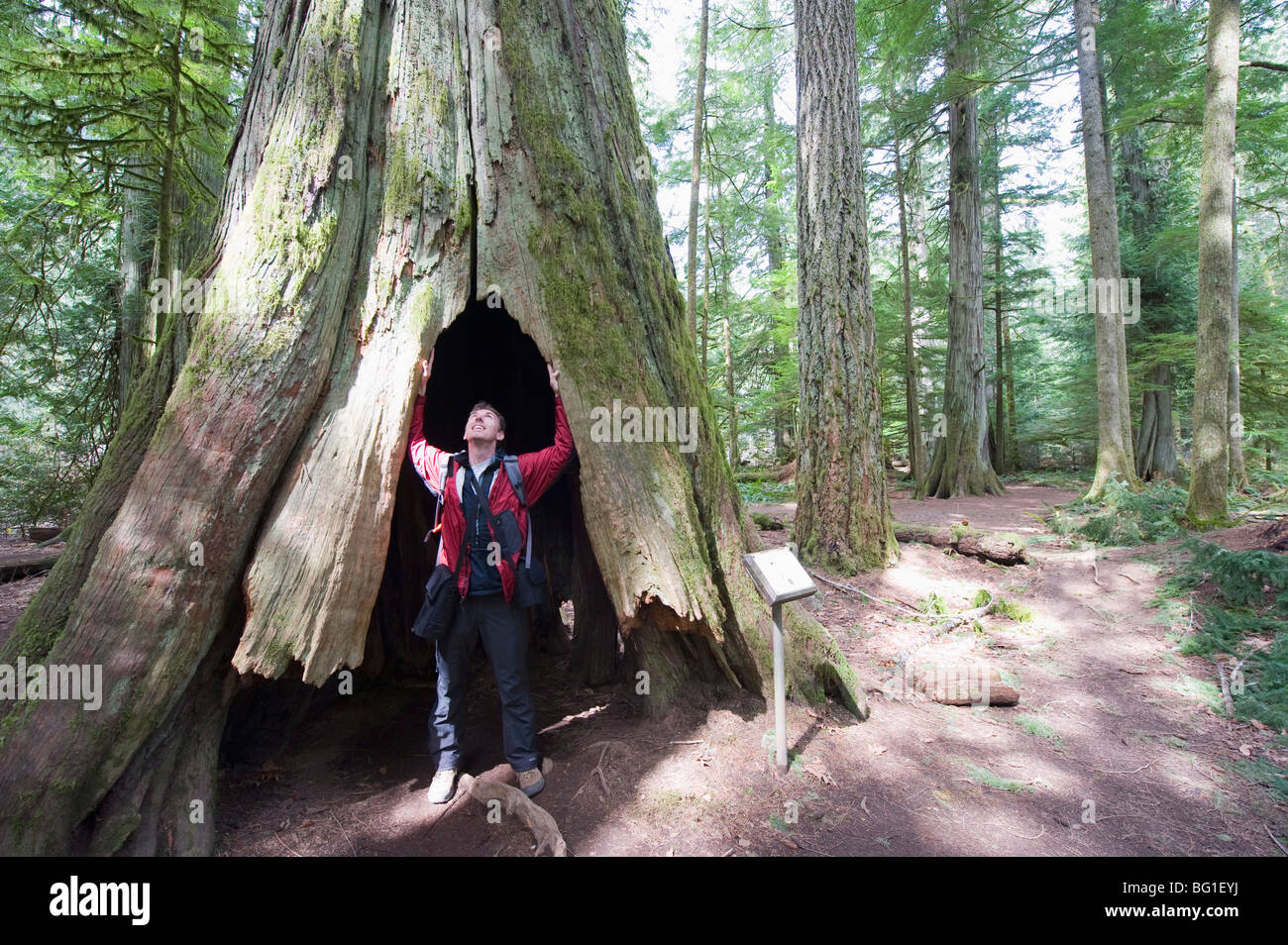 Arbre creux Banque de photographies et d’images à haute résolution - Alamy