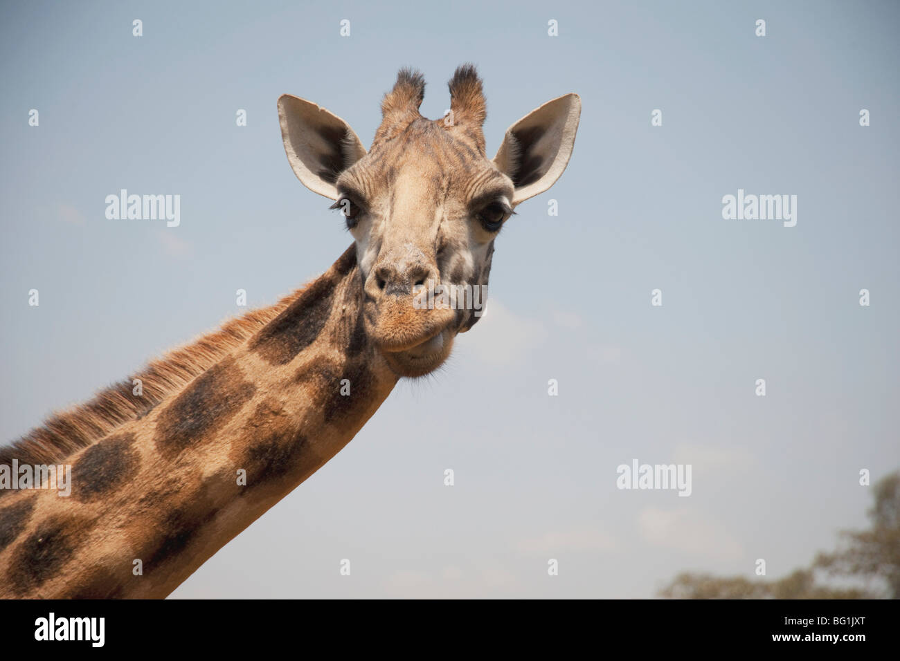 Oeil de girafe Banque de photographies et d’images à haute résolution ...