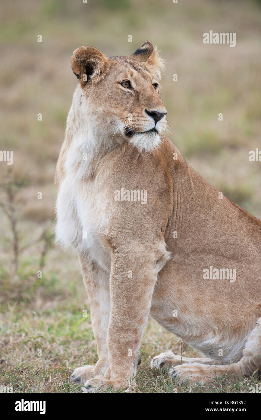 Lionne la regardant Banque de photographies et d’images à haute ...