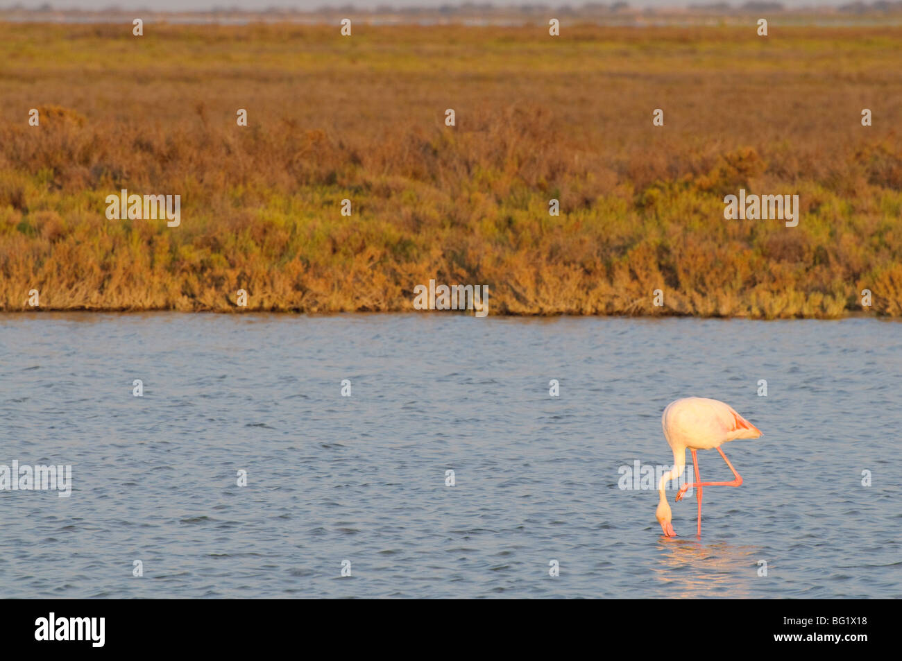 Flamingo europe Banque de photographies et d’images à haute résolution ...
