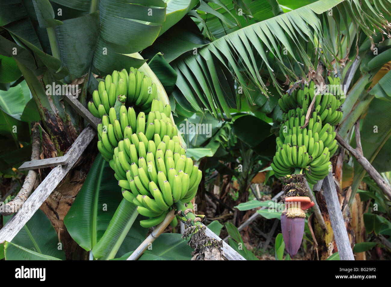 Bananier et banane fruit en plantation sur arbre sur l'île de Madère ...