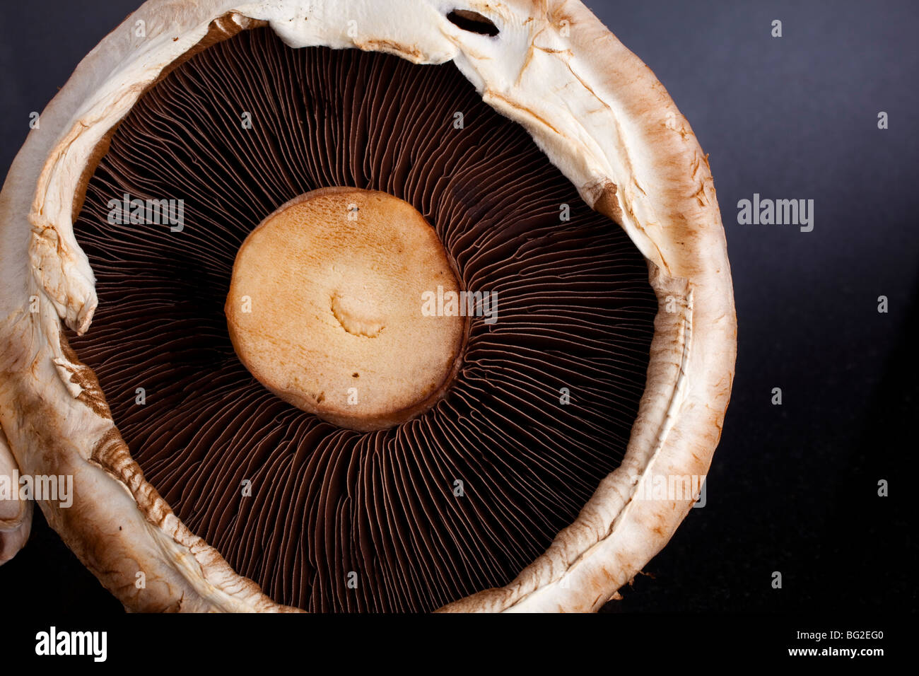 Gros champignon comestible Banque de photographies et d’images à haute ...