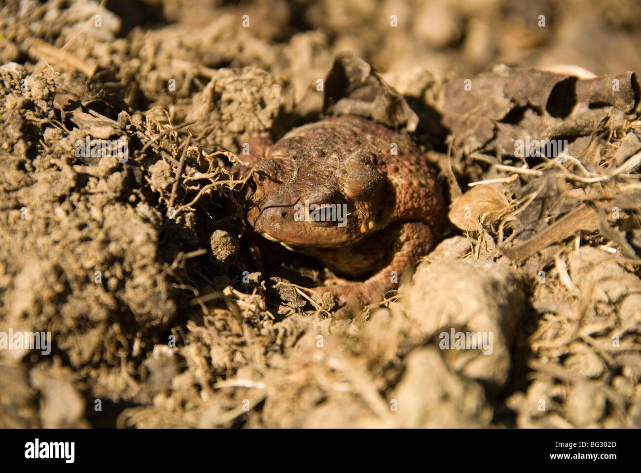 Dissimulation du sol Banque de photographies et d’images à haute ...