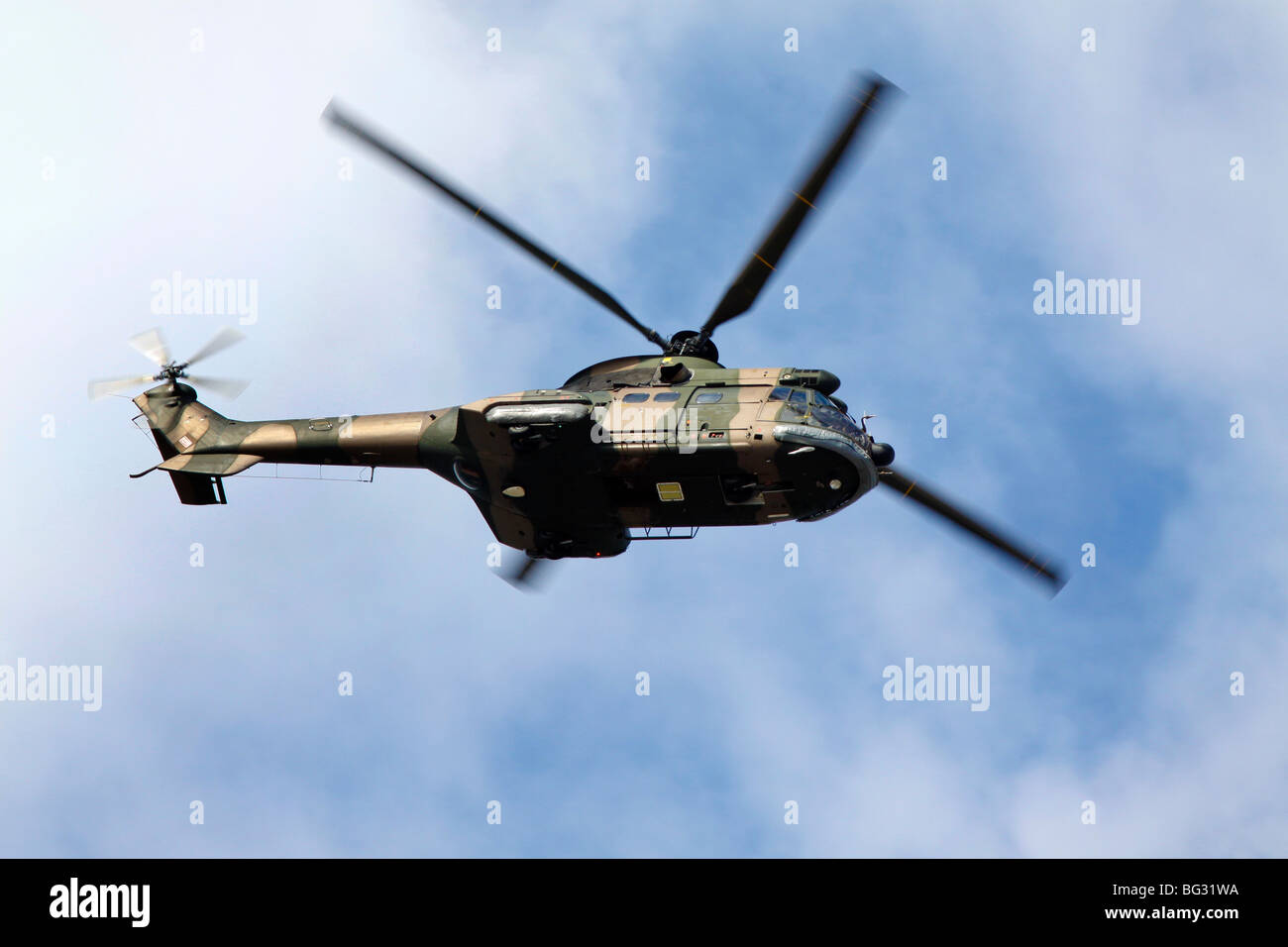 Saaf puma Banque de photographies et d’images à haute résolution - Alamy