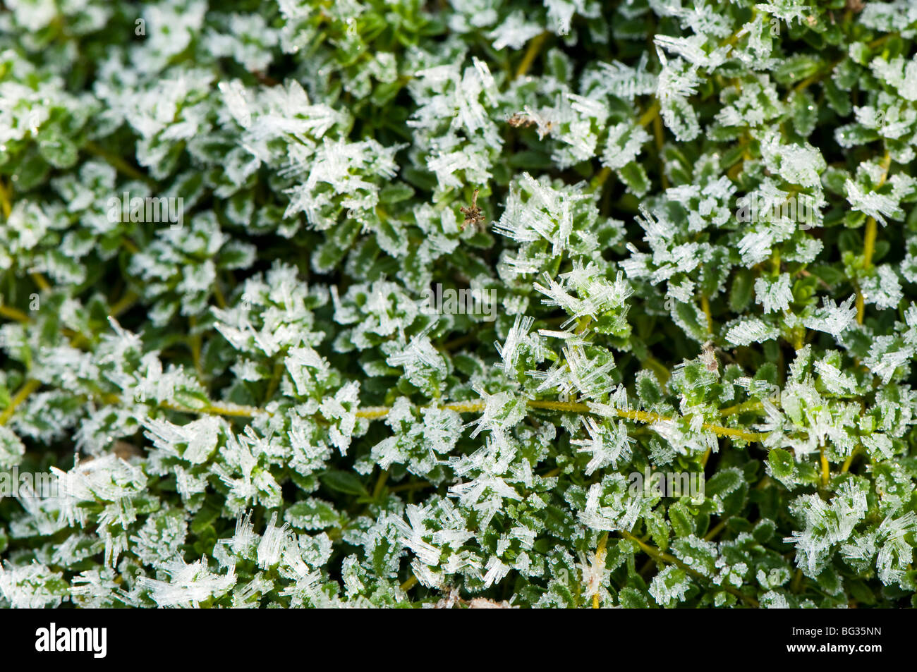 Thymus serpyllum snowdrift Banque de photographies et d’images à haute ...
