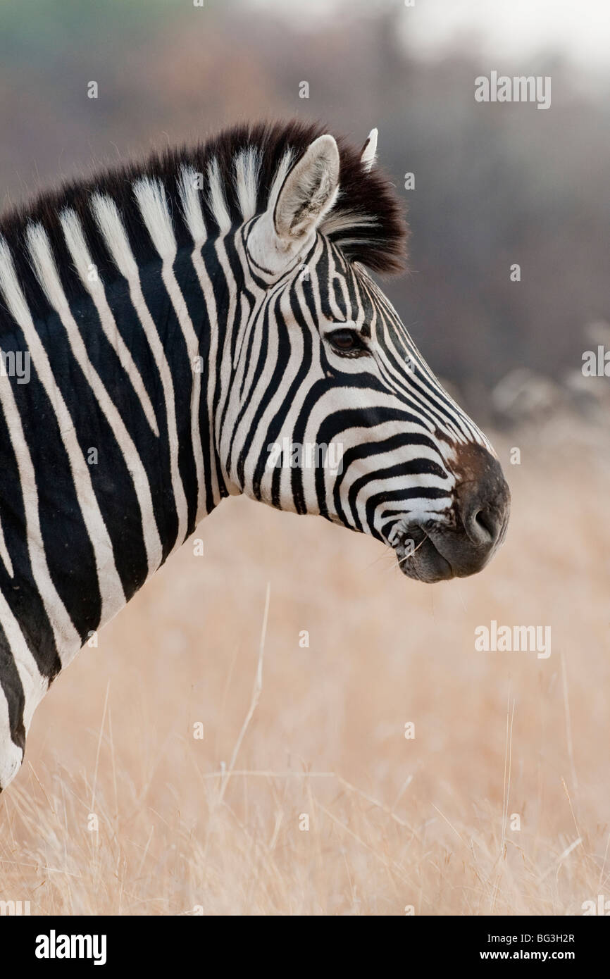 Portrait d'un zèbre sauvage en Afrique australe. La photo a été prise ...