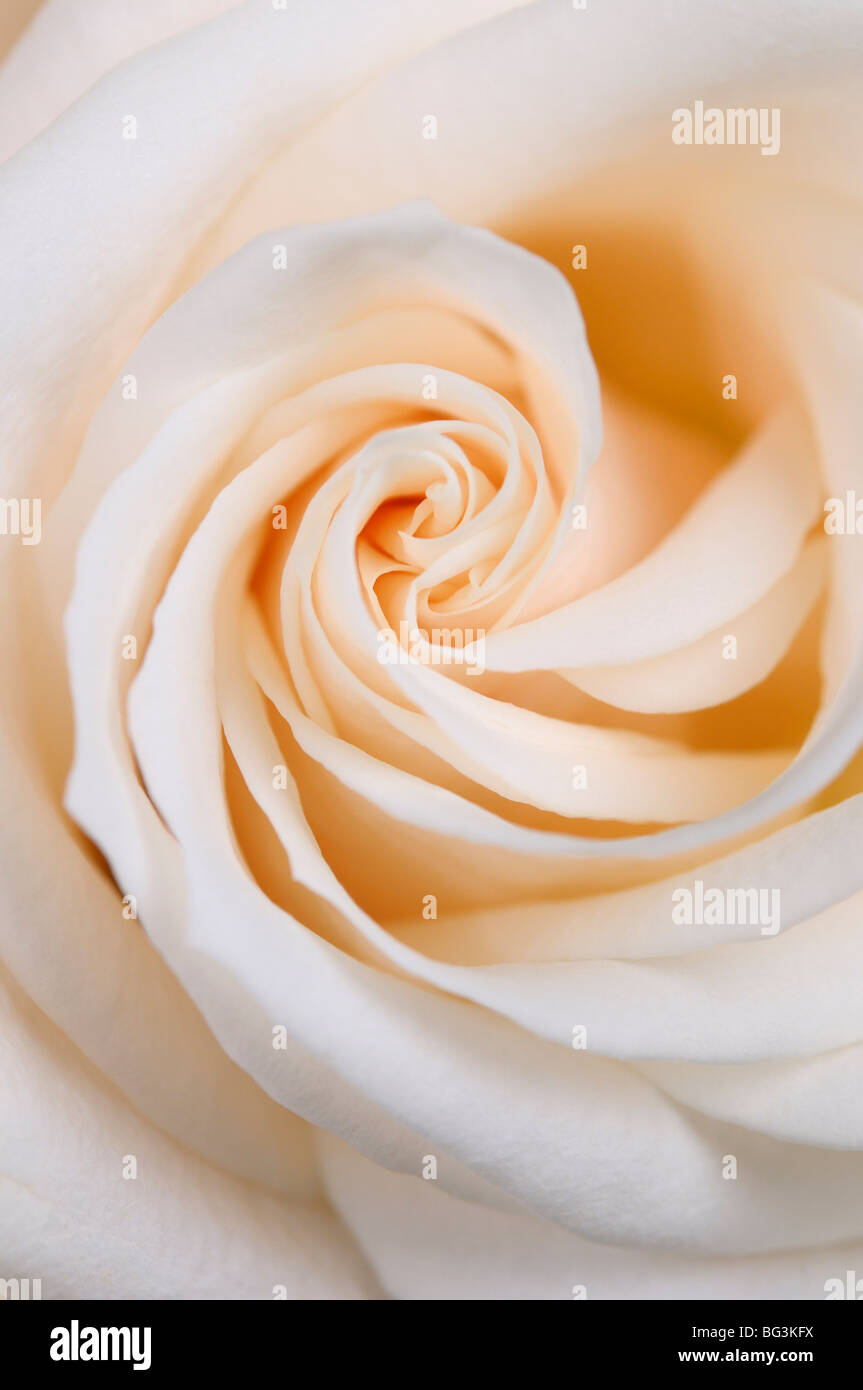 Pointes de roses Banque de photographies et d’images à haute résolution ...
