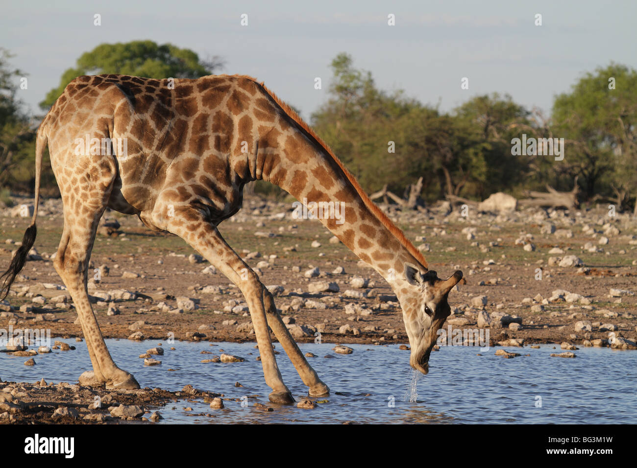 Girafe buvant Banque de photographies et d’images à haute résolution ...