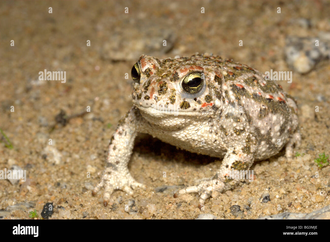 Epidalea calamita Banque de photographies et d’images à haute ...