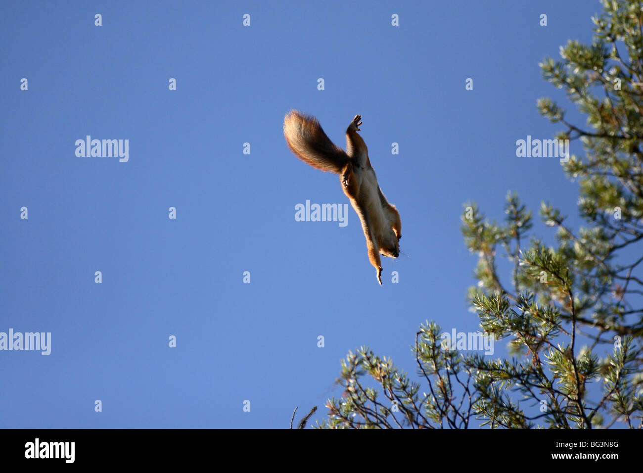 Flying squirrel animal Banque de photographies et d’images à haute ...