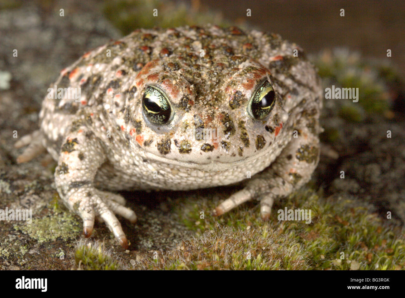 Crapaud calamite Banque de photographies et d’images à haute résolution ...