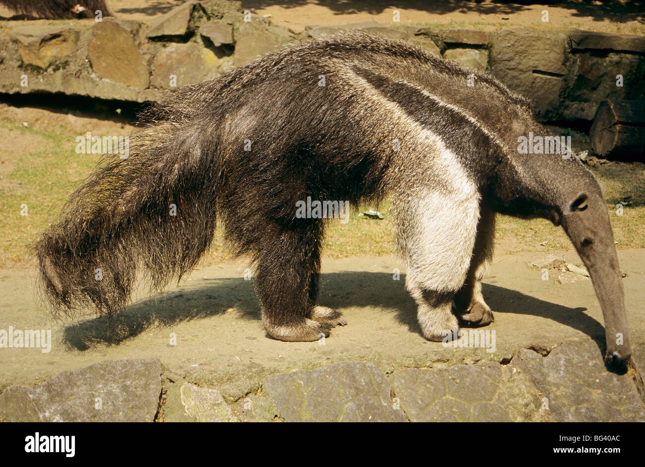 Fourmilier géant - debout / Myrmecophaga tridactyla Photo Stock - Alamy