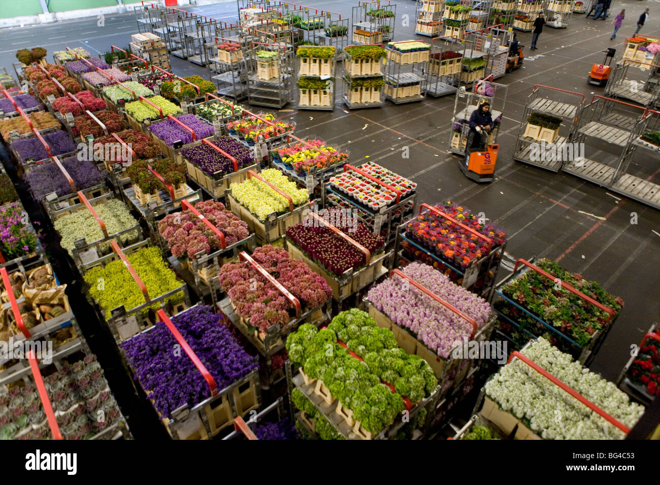 Aalsmeer Flower Market Banque d'image et photos - Alamy