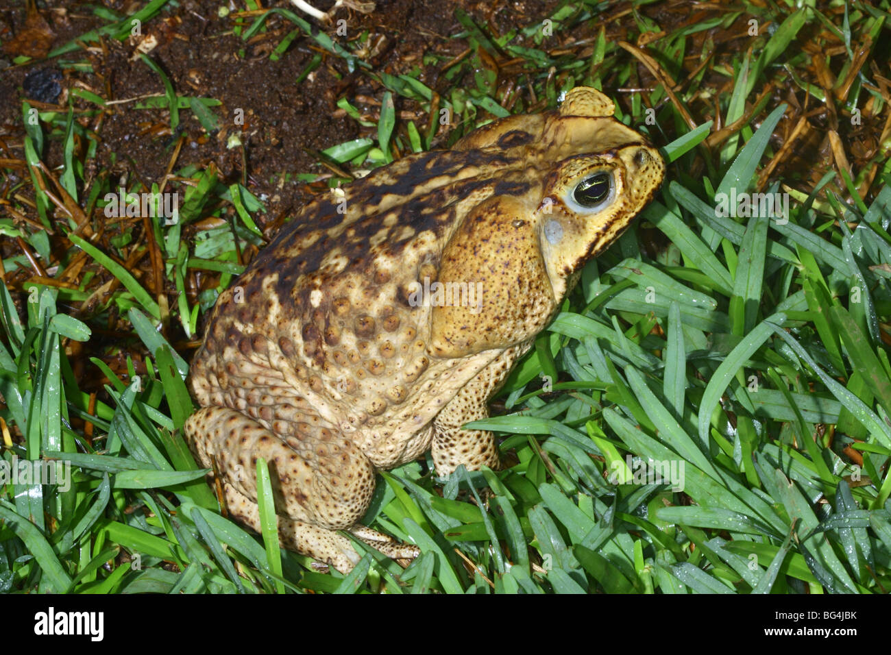 Crapaud Géant Banque d'image et photos - Alamy
