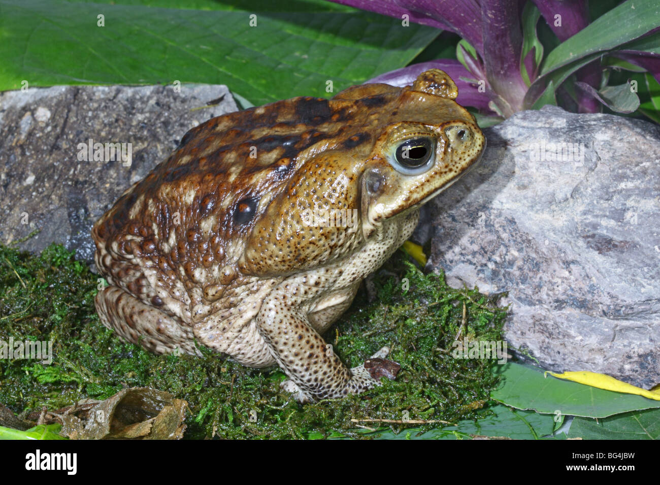 Crapaud marin Banque de photographies et d’images à haute résolution ...