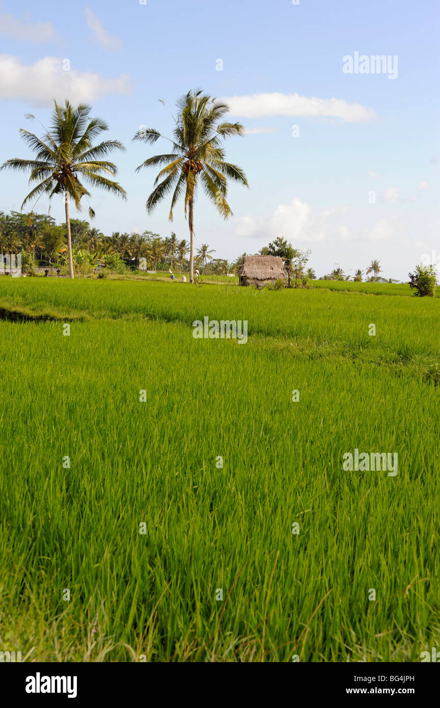 Champ de transformation du riz Banque de photographies et d’images à ...