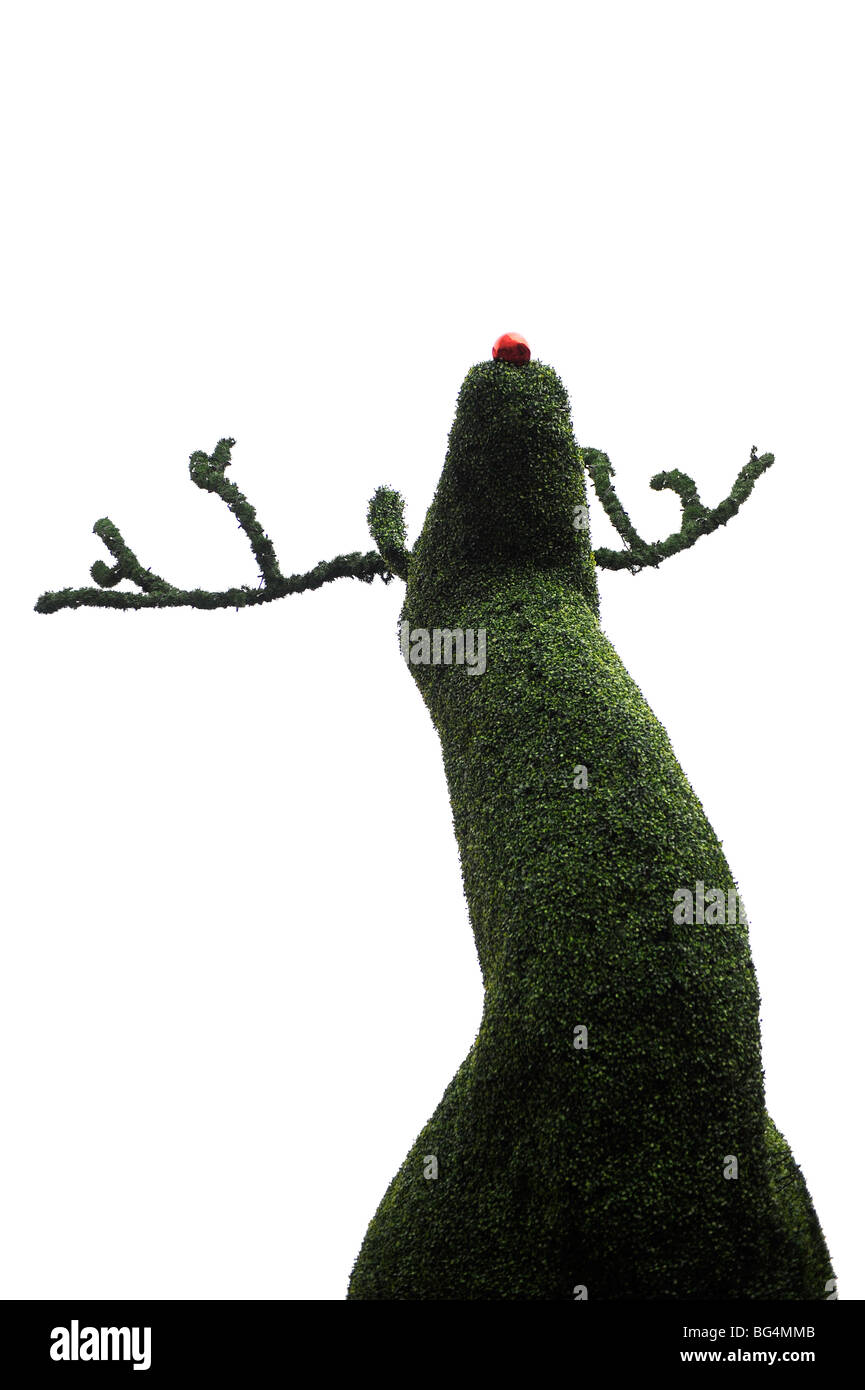 Renne au nez rouge Banque de photographies et d’images à haute ...