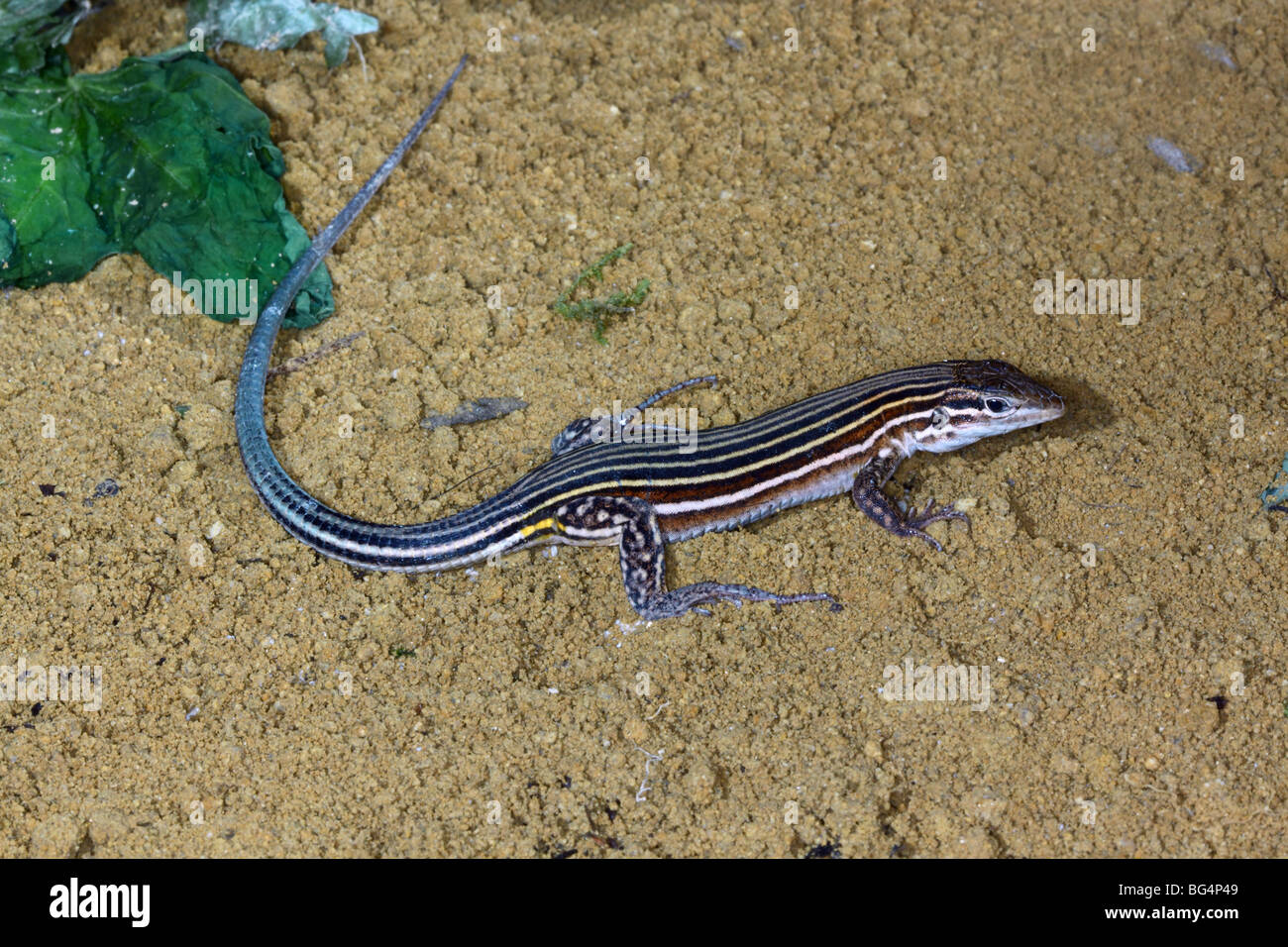 Whiptail lizard Banque de photographies et d’images à haute résolution ...