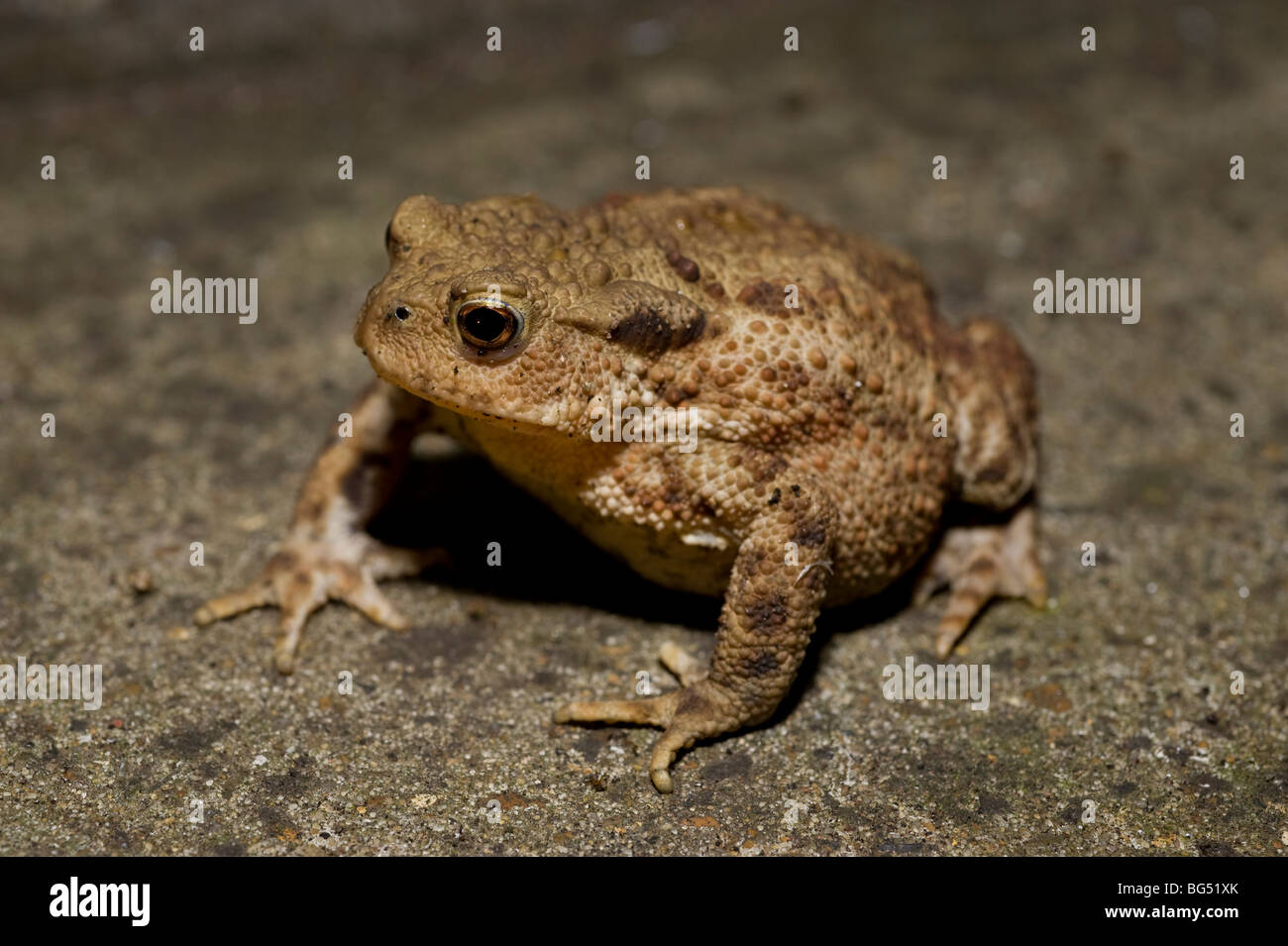 Crapaud commun européen bufo bufo Banque de photographies et d’images à ...