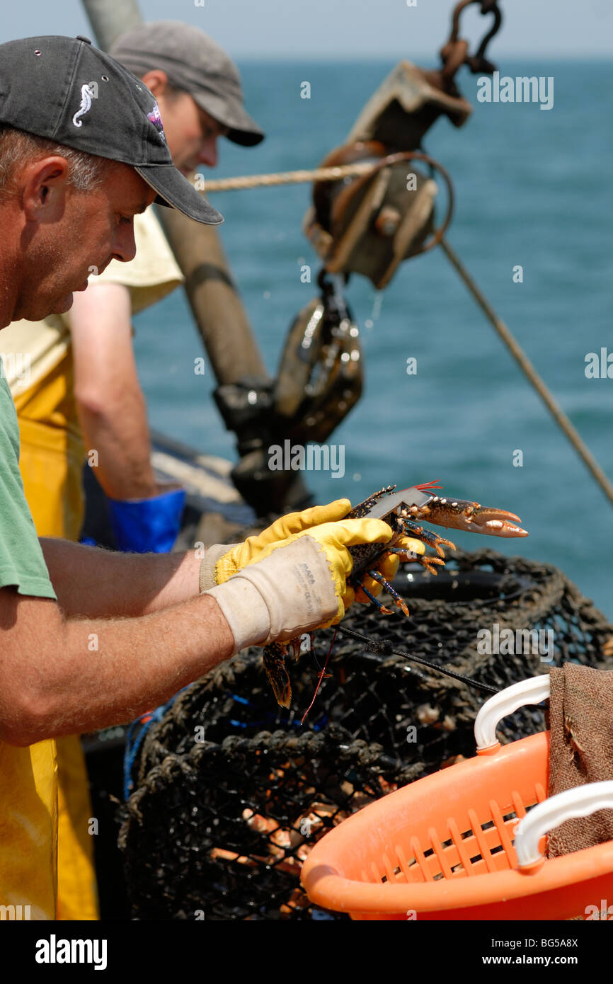 Pêcheur de homard de la carapace d'un homard, la baie de Cardigan ...