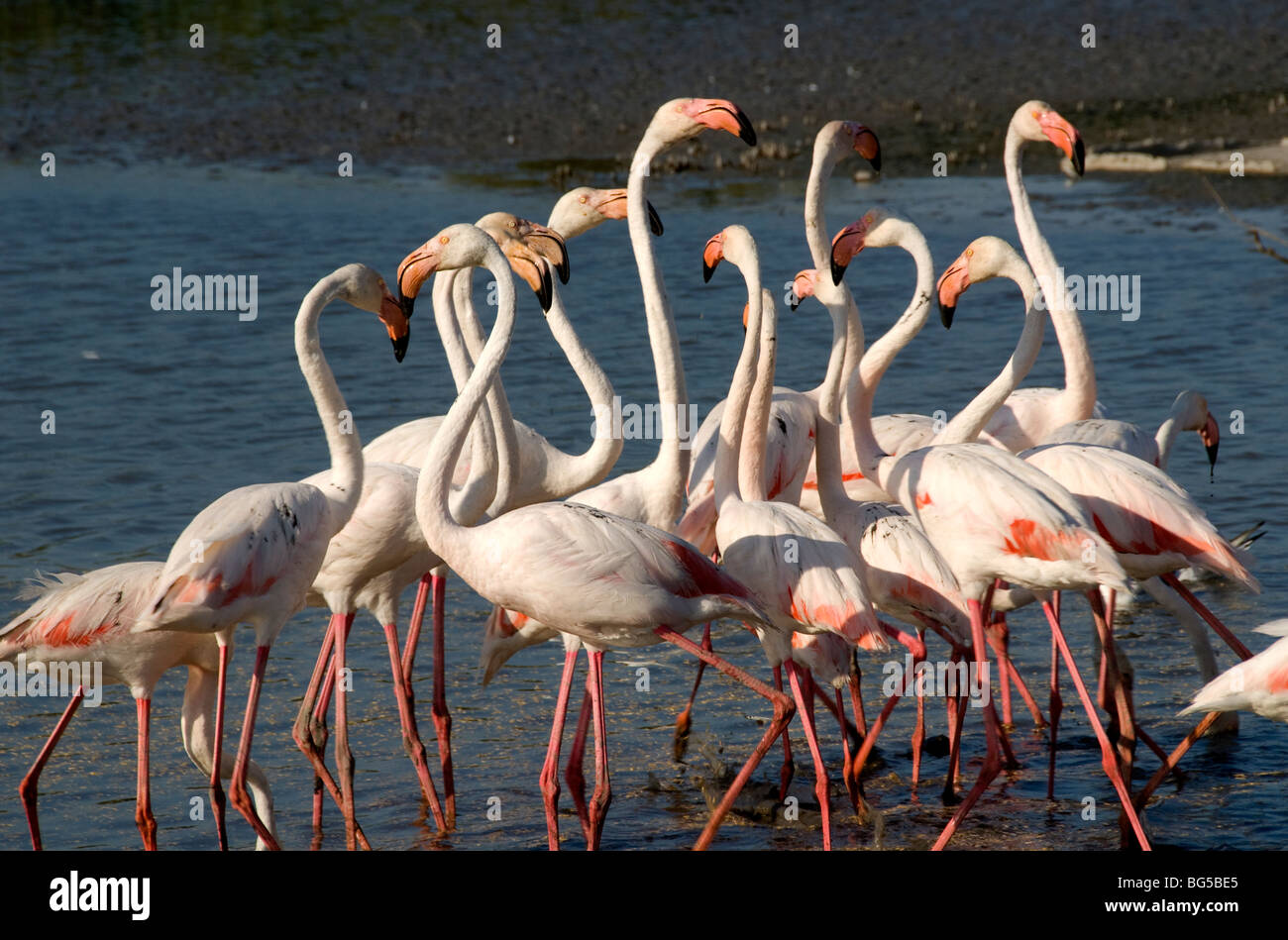 Flamands roses camargue Banque de photographies et d’images à haute ...
