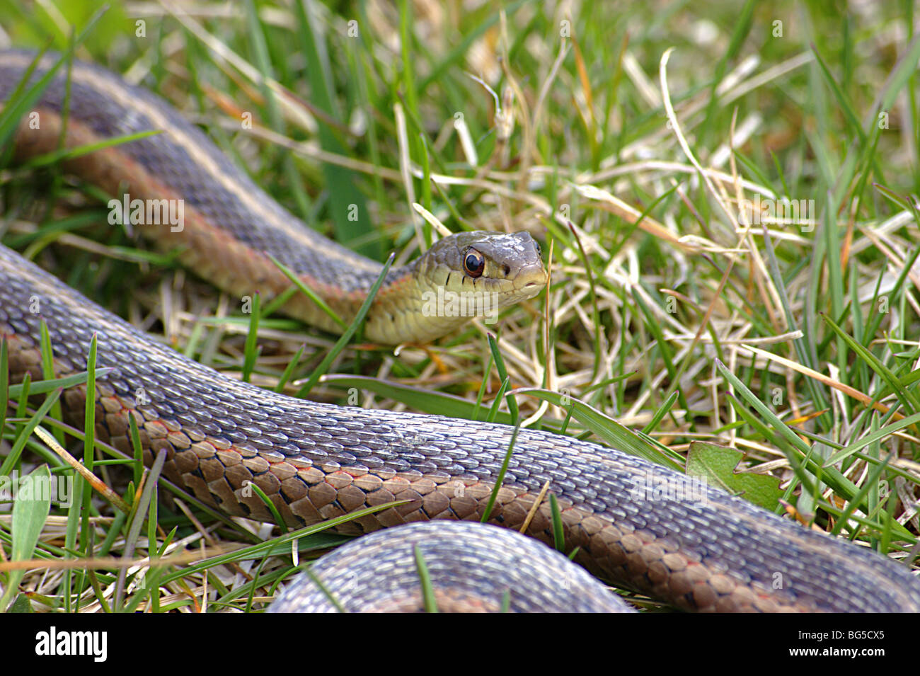 Colubridae de serpent commun Banque de photographies et d’images à ...