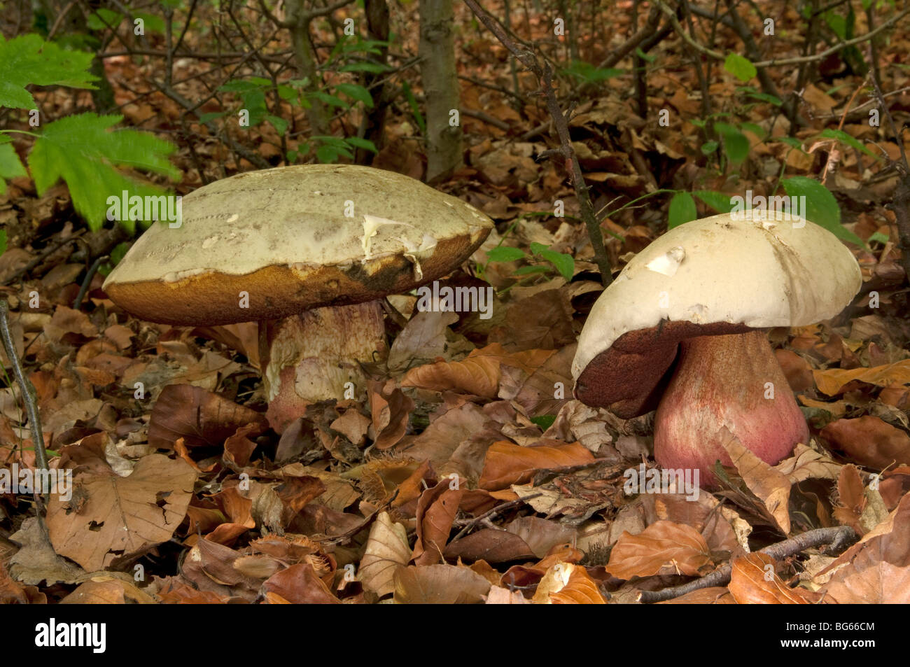 Boletus satanas Banque de photographies et d’images à haute résolution ...