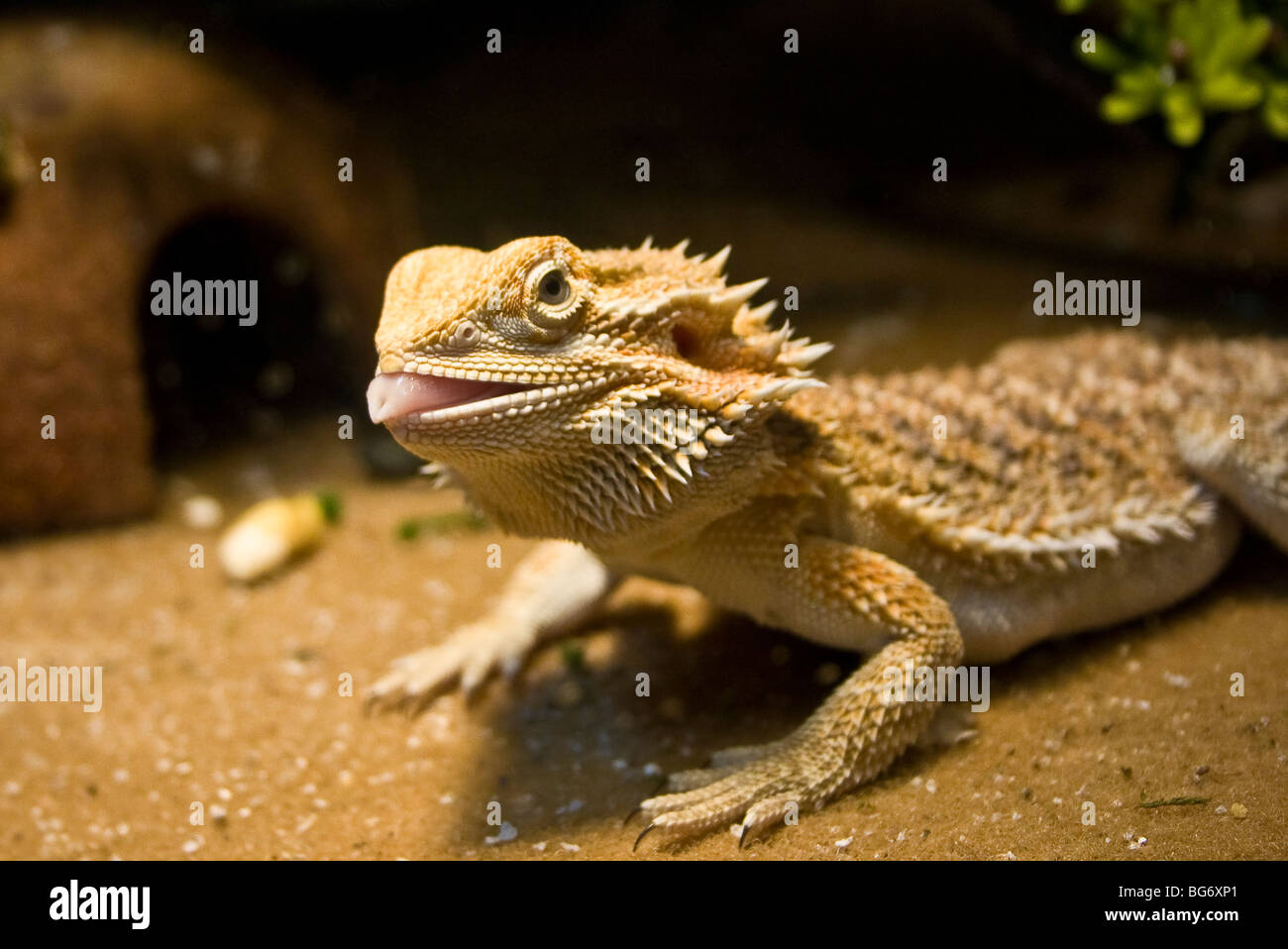 Dragon lizard Banque de photographies et d’images à haute résolution ...