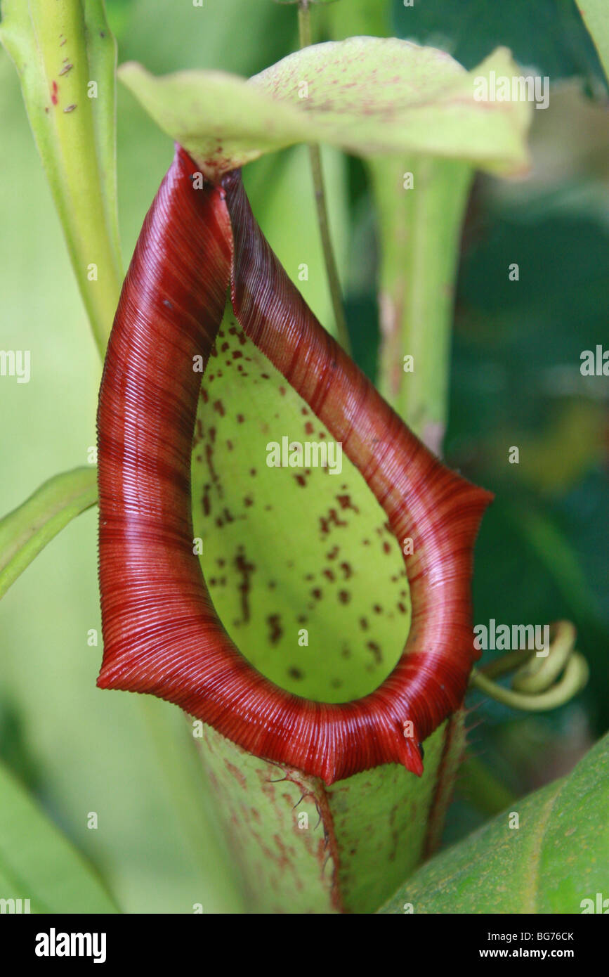 Plant trap Banque de photographies et d’images à haute résolution - Alamy