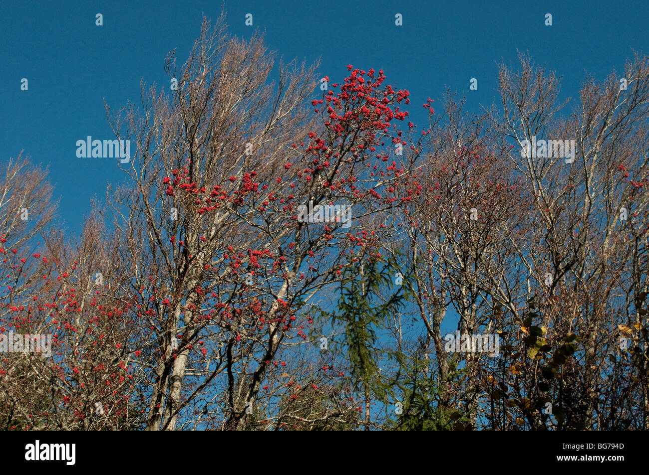 Fruits rouges sur les arbres, les Cévennes, France Photo Stock - Alamy