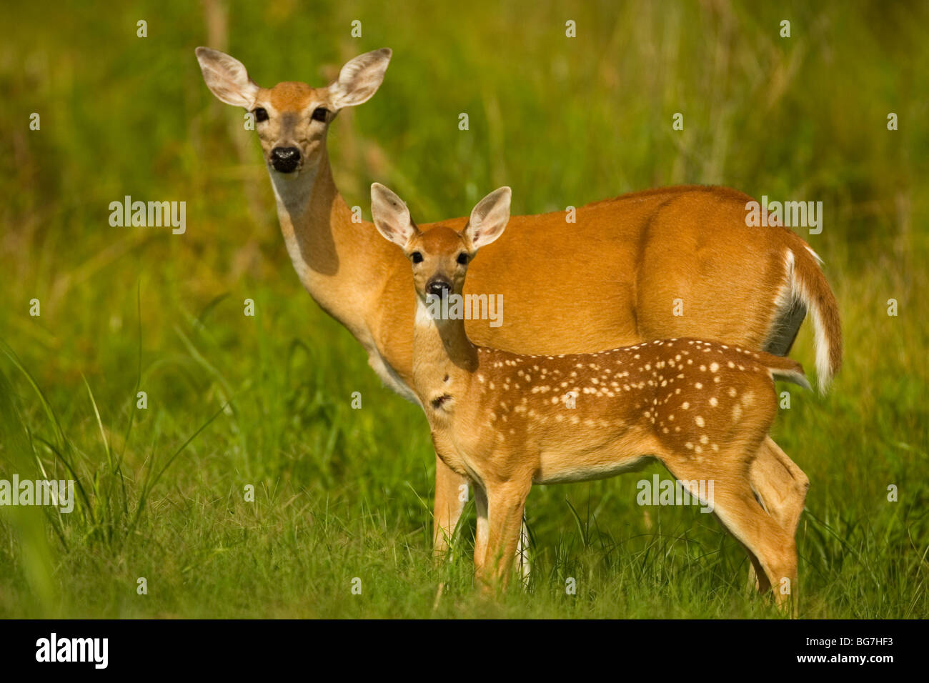 Un cerf de virginie et son faon Photo Stock - Alamy