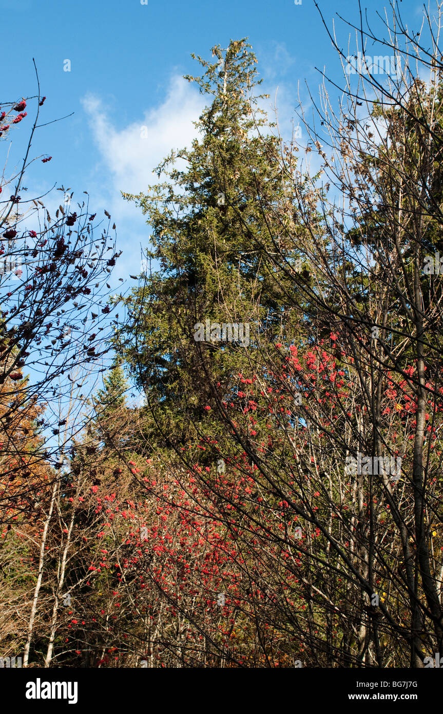 Baies Rouges Sur Les Arbres Banque d'image et photos - Alamy