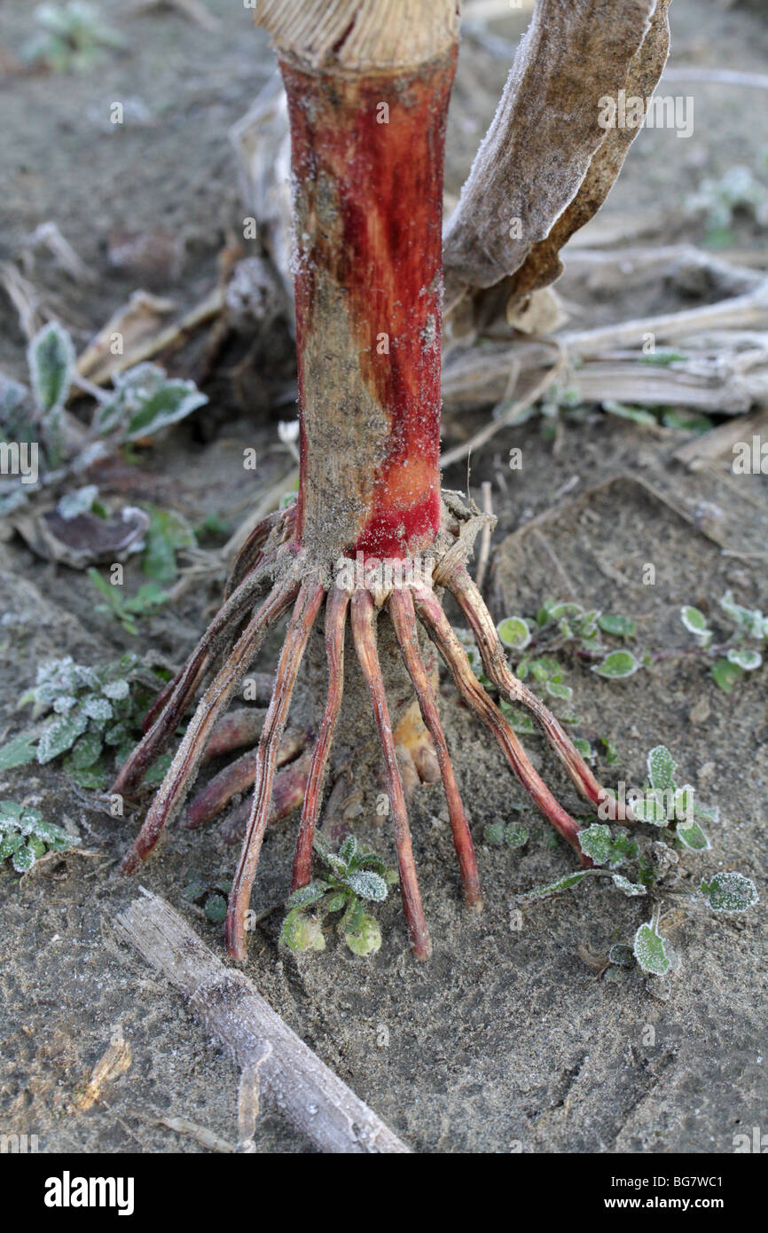 Racine adventice Banque de photographies et d’images à haute résolution ...