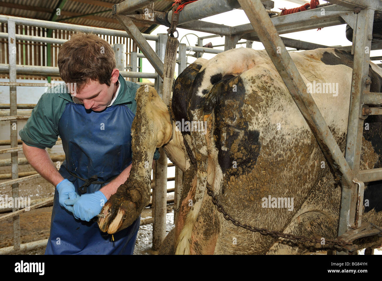 Pied de vache Banque de photographies et d’images à haute résolution ...
