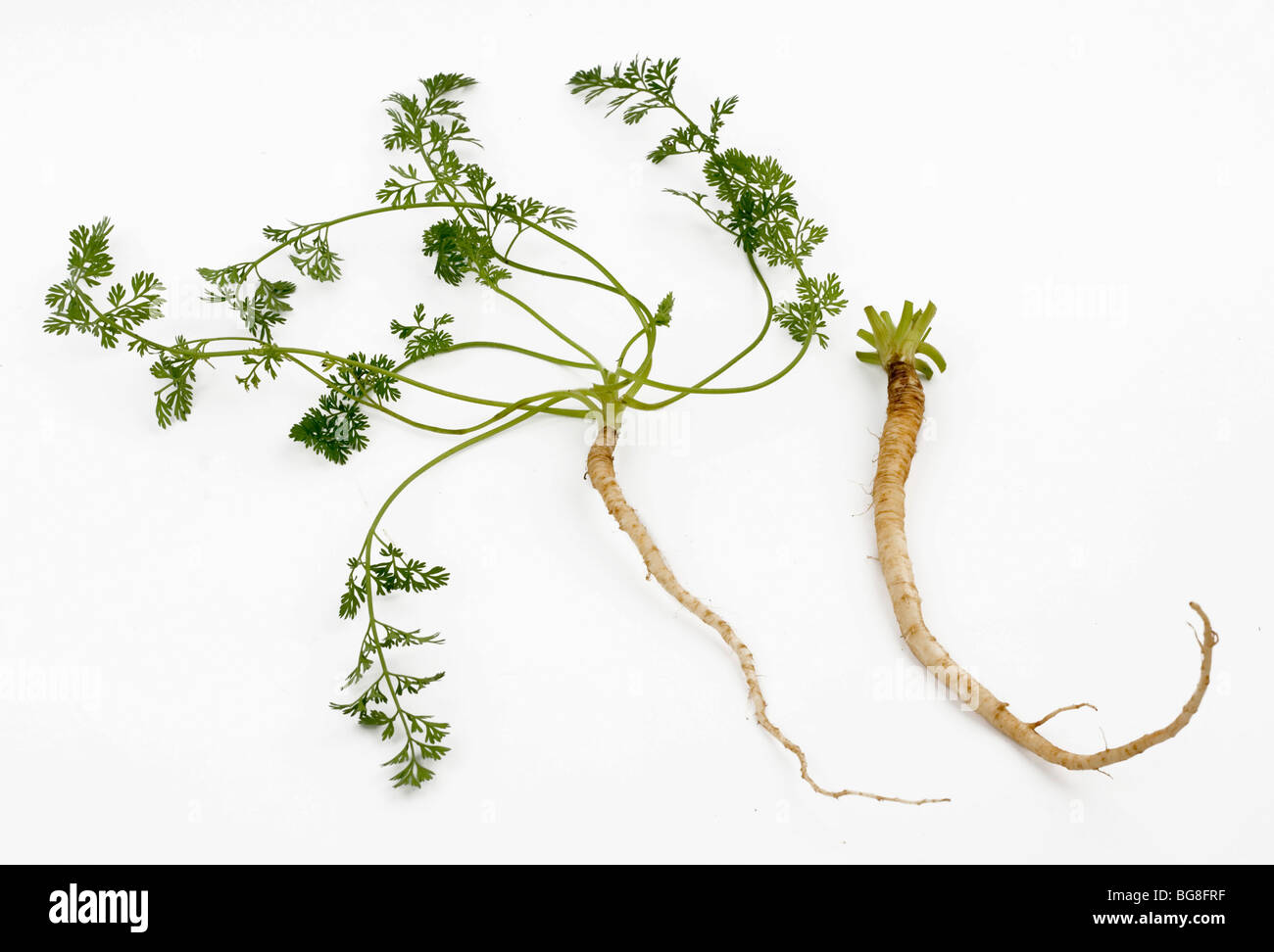 Racine de carotte sauvage Banque de photographies et d’images à haute ...