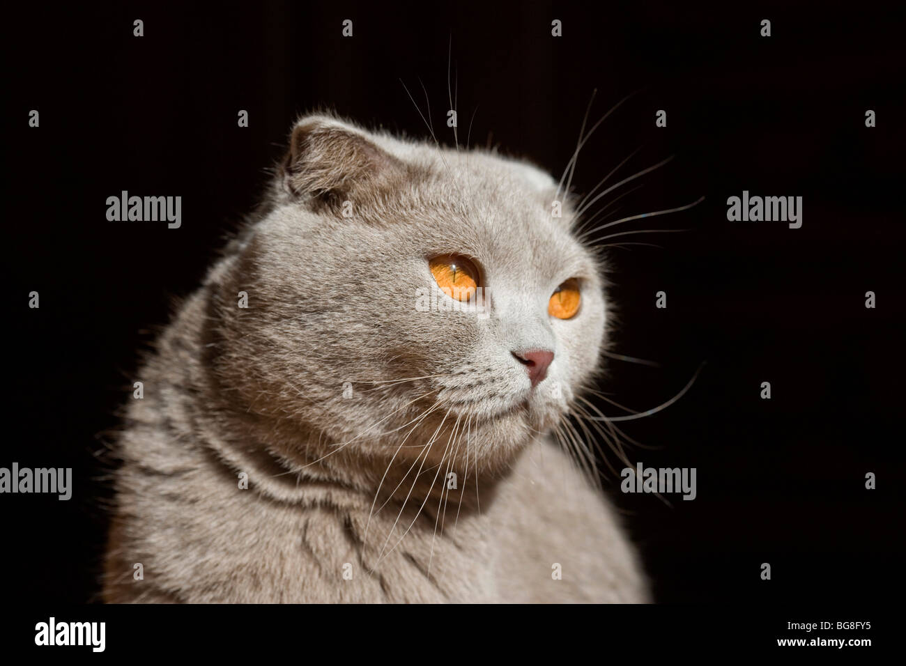 Scottisch fold Banque de photographies et d’images à haute résolution ...