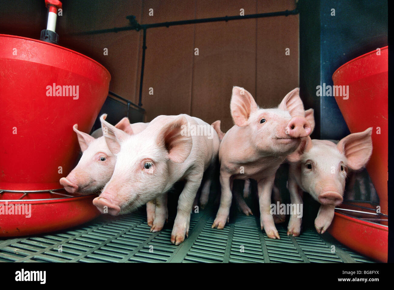 L'élevage porcin en usine Photo Stock - Alamy