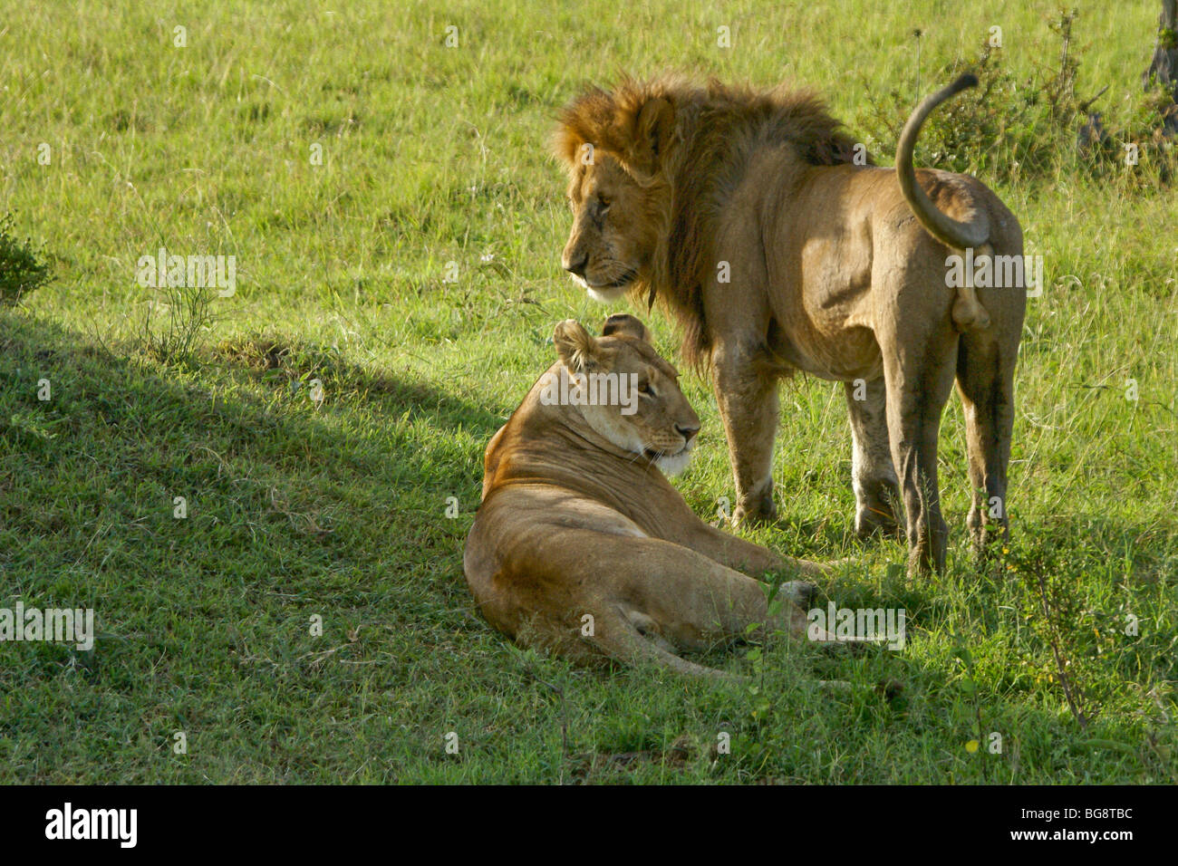 Accouplement de lions Banque de photographies et d’images à haute ...