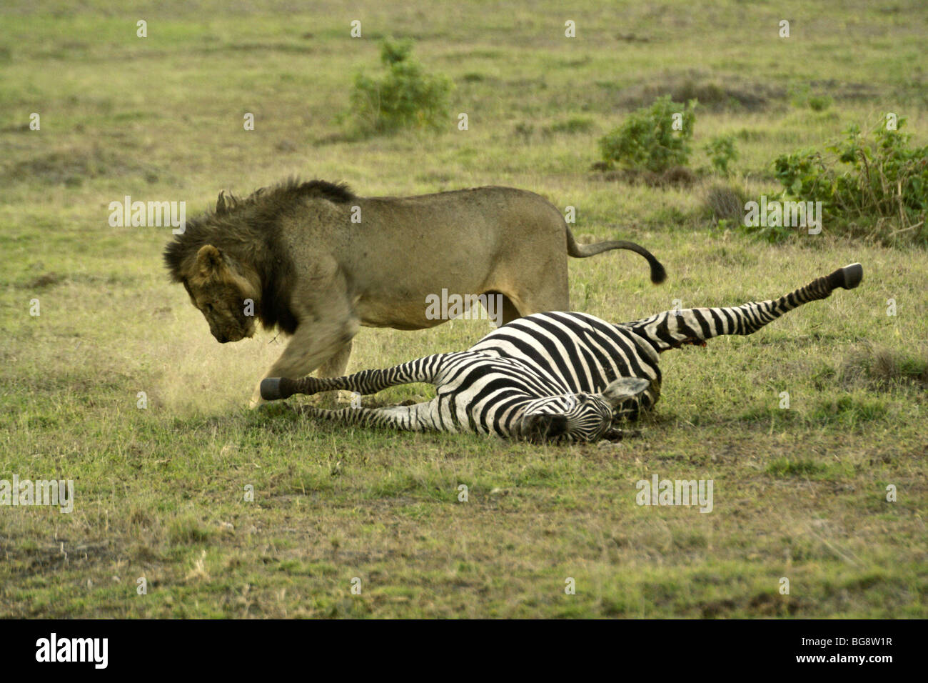 Lion mort Banque de photographies et d’images à haute résolution - Alamy