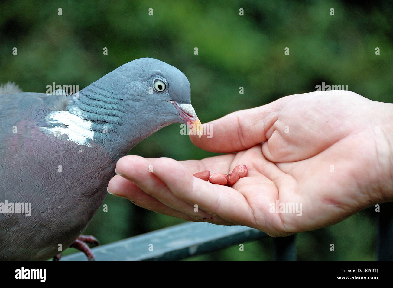 Manger du pigeon ramier Banque de photographies et d’images à haute ...
