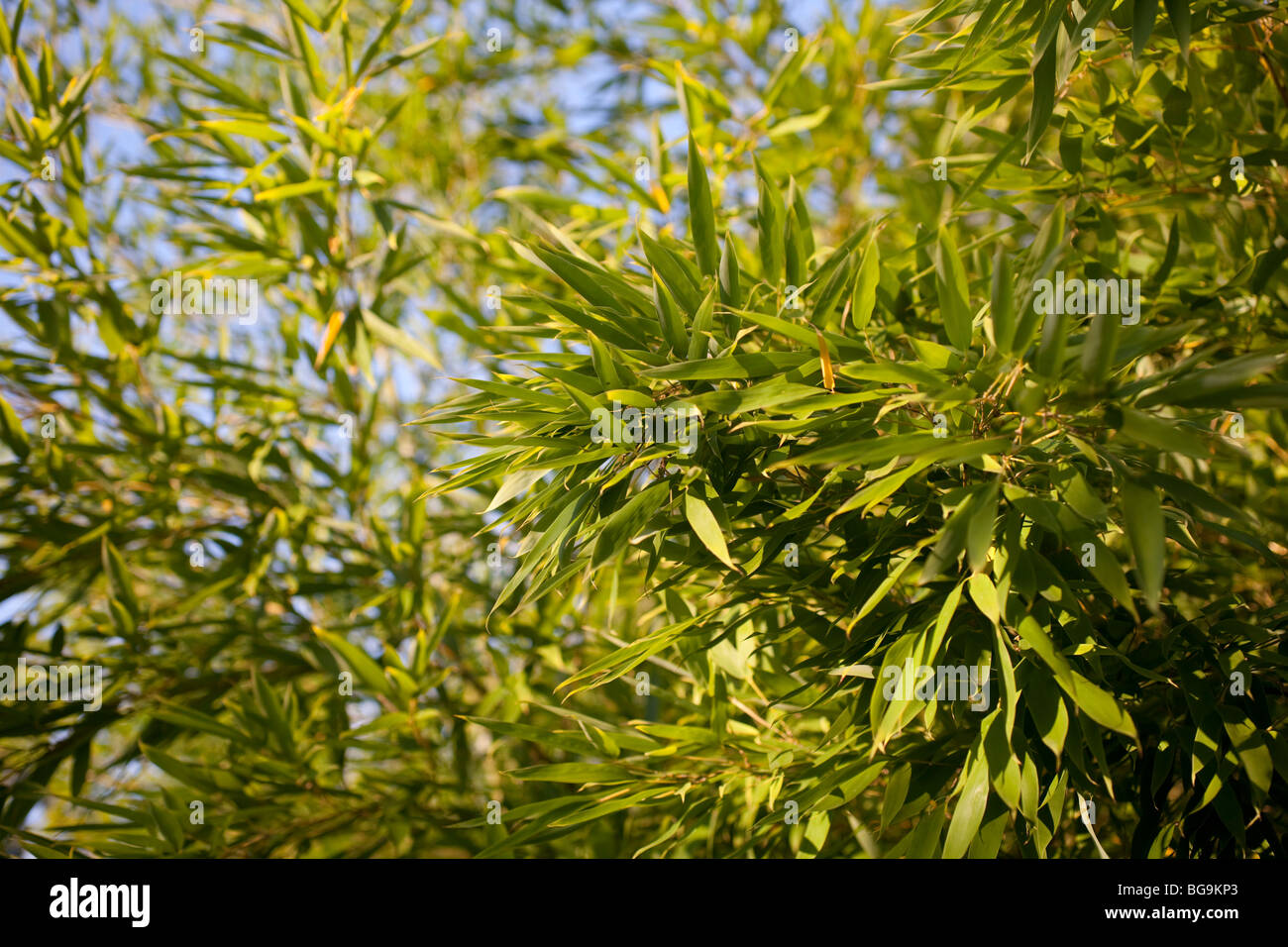 Feuilles de bambou Banque de photographies et d’images à haute ...