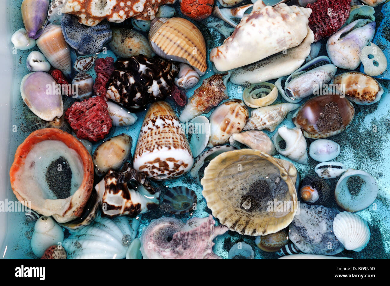 Coquillages de mer Banque de photographies et d’images à haute ...