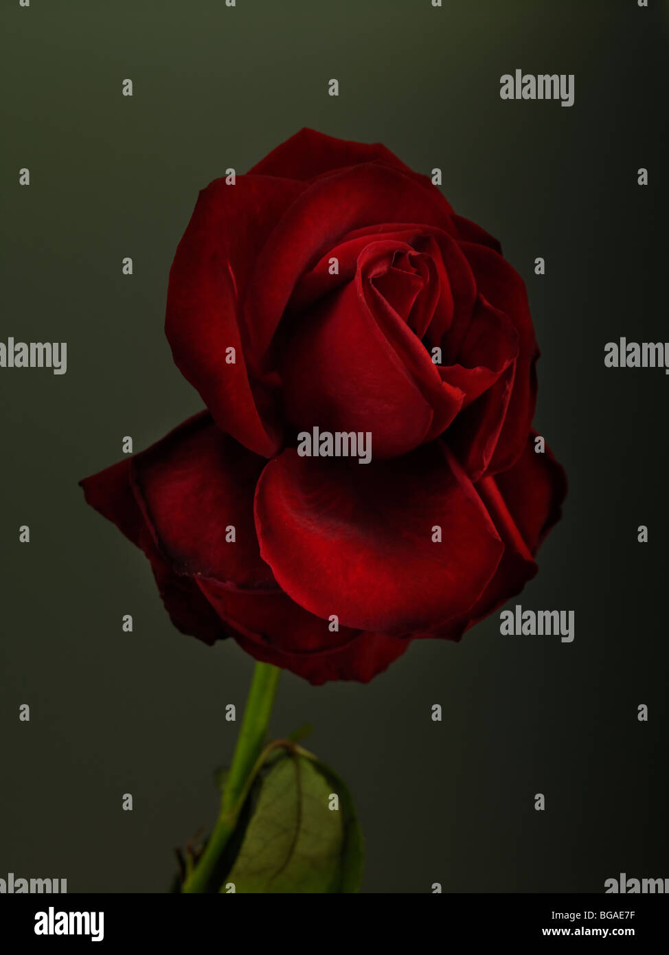 Plante Rose Rouge Banque d'image et photos - Alamy