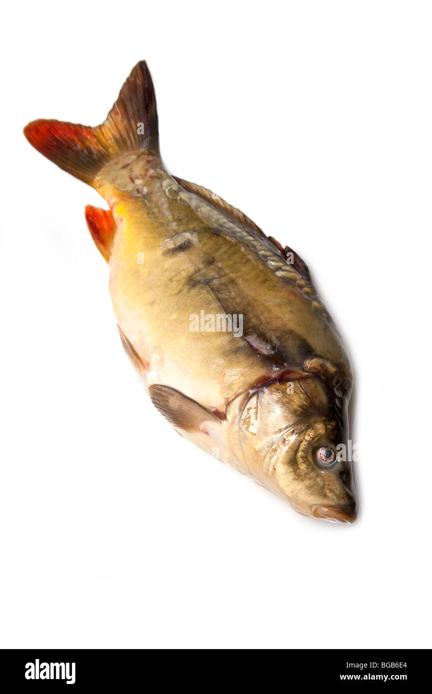 Carpe miroir Banque de photographies et d’images à haute résolution - Alamy