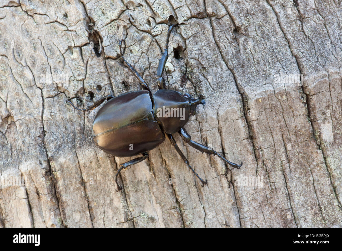 Du scarabée rhinocéros, Xylotrupes gideon, Cairns, Queensland ...