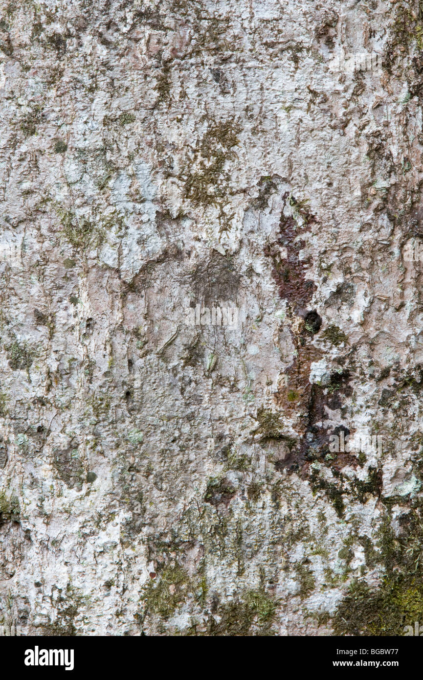 Mangifera sp Banque de photographies et d’images à haute résolution - Alamy