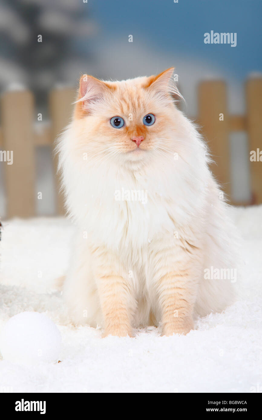 Neva Masquarade, tomcat, red-tabby-point-blanc / chat des forêts ...