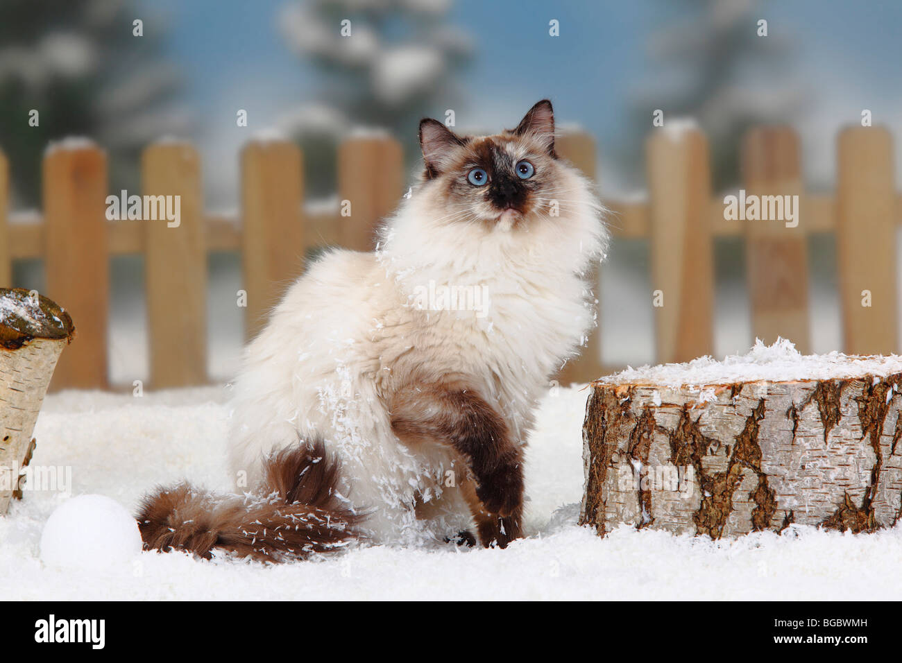 Neva mascarade Banque de photographies et d’images à haute résolution ...