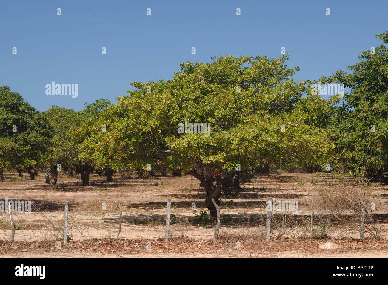 Cashew plantation Banque de photographies et d’images à haute ...